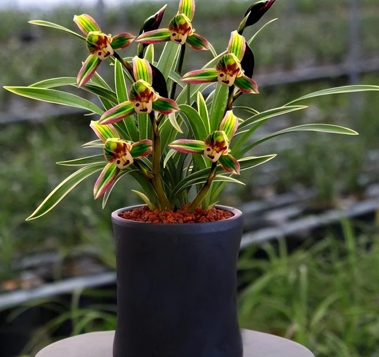 It is the "overlord flower" in the orchid world. It has beautiful ...