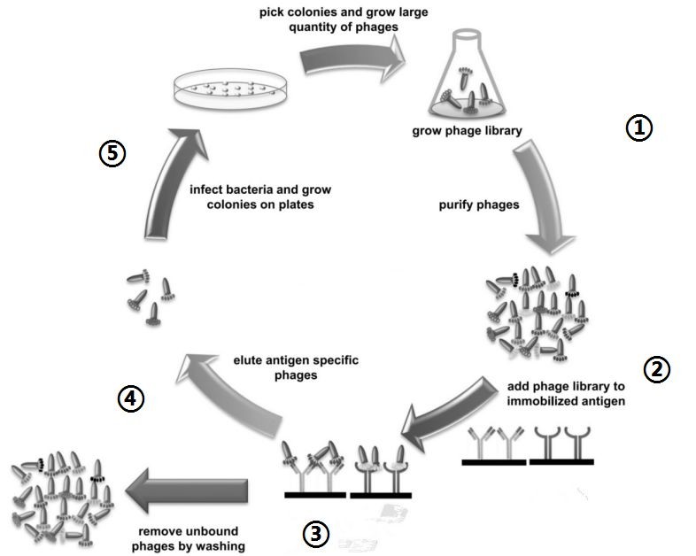 The key steps of phage display technology - iMedia