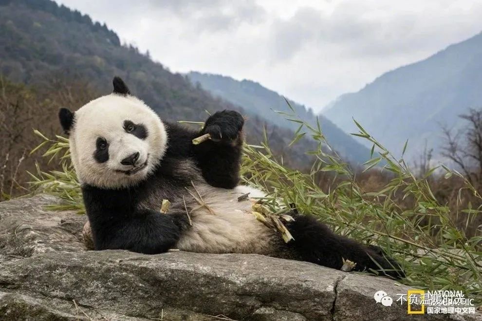 Giant Panda Yeye, Meidudu's Panda Mother - iNEWS