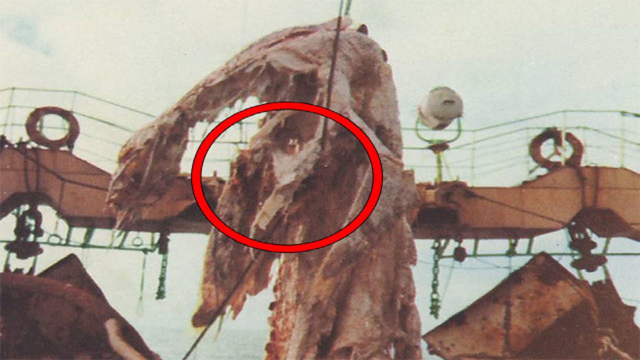 Japanese fishing boat catches mysterious creature with huge size ...