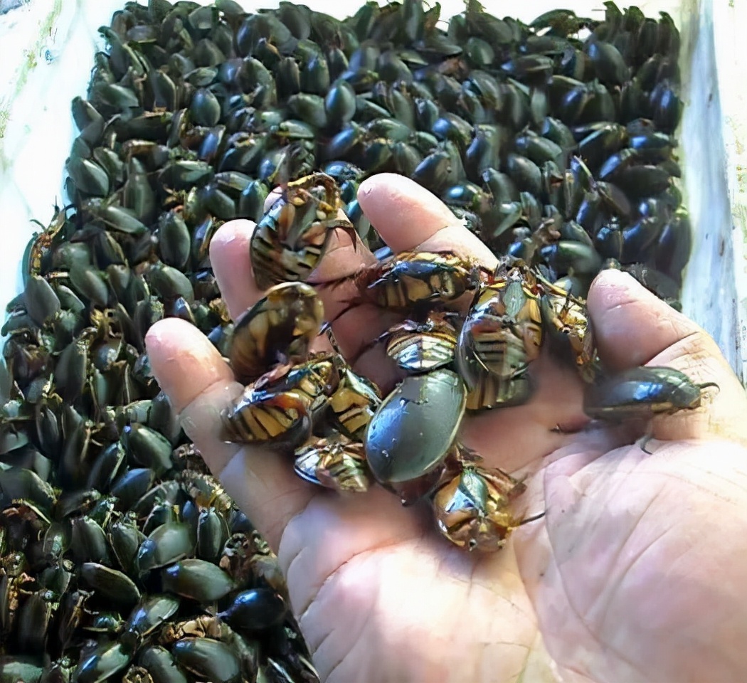 Some beetles taste like apples, have you eaten them? - iNEWS