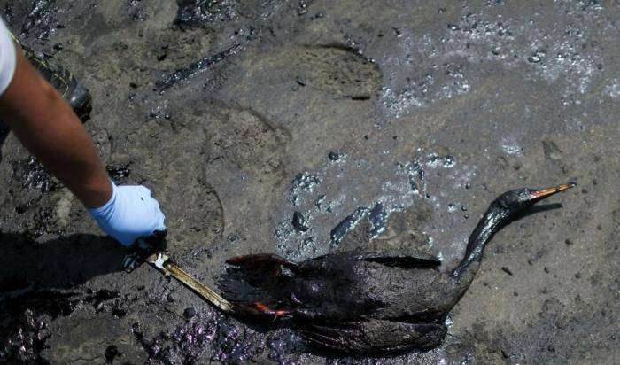 1 kg of hair can absorb 8 kg of oil! Tonga volcano causes oil spill ...