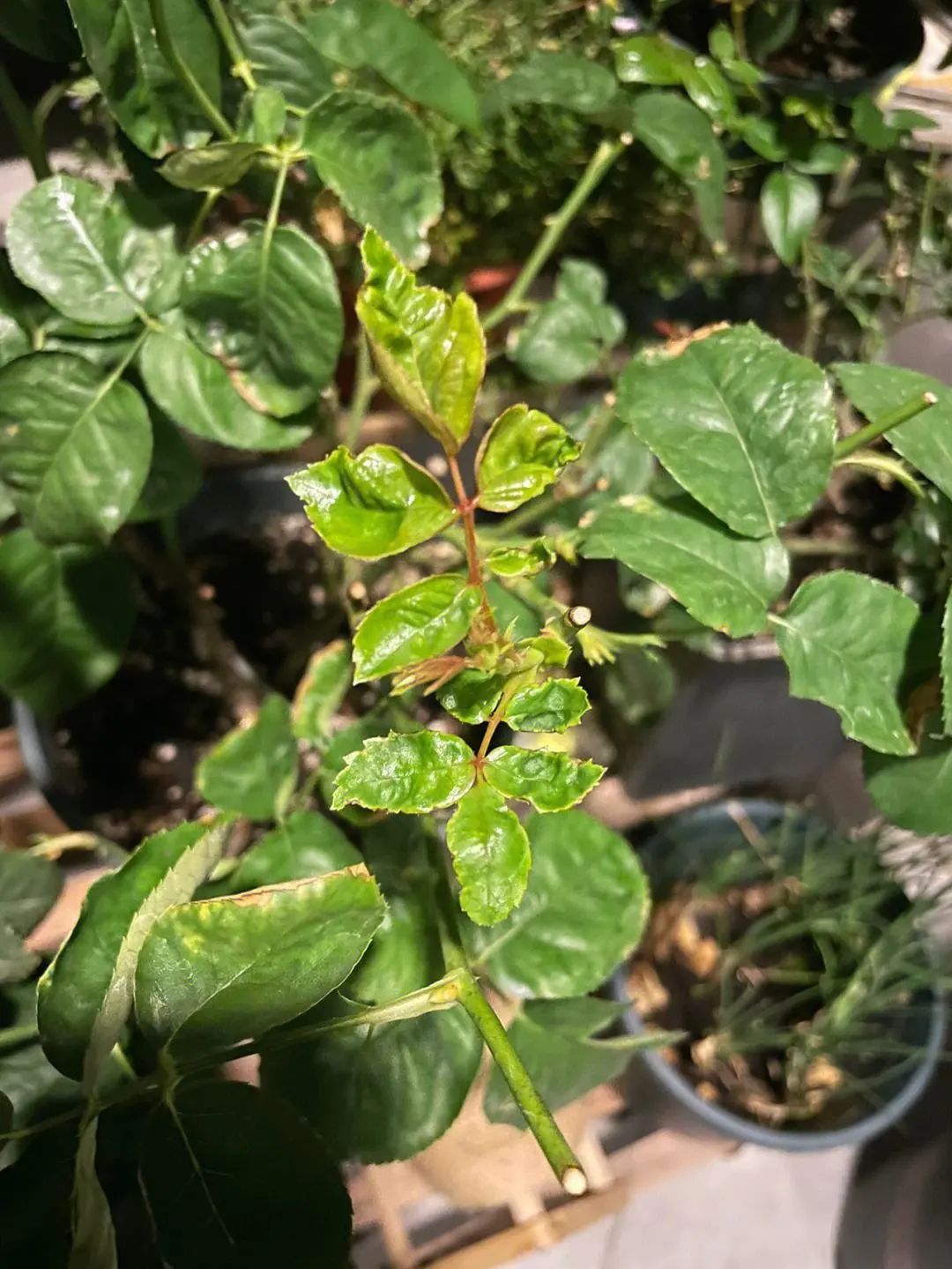The new leaves of rose flowers curl? It turned out to be these reasons ...