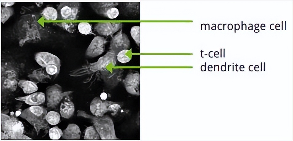 Nanolive - Label-Free 3D Imaging of Tumor and Immune Cell Interactions ...