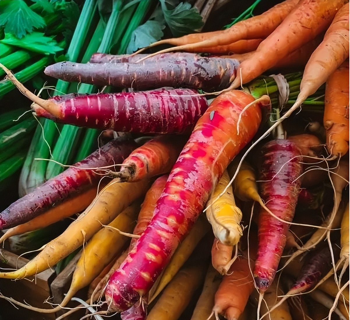 What did crops look like before they were domesticated by humans? - iNEWS