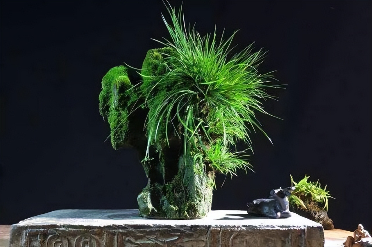 Once a weed by the river, no one cares about it, but now it has turned ...