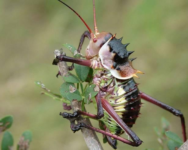 Spikes and Malice, Armored Forest Crickets: Invincible Fighting ...