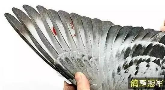 Identifying fast middle and short distance pigeons by appearance - iNEWS