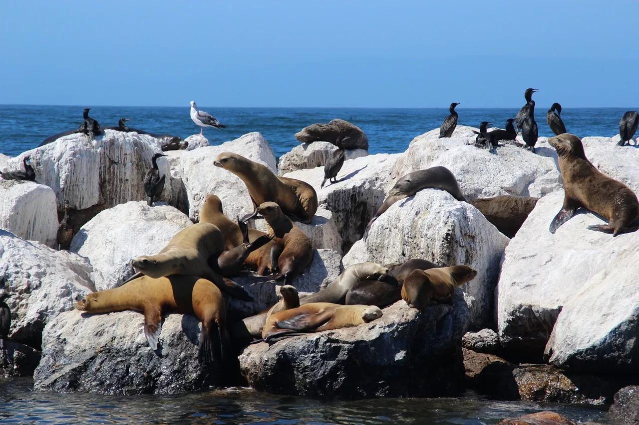 Sea Lion World: Exploring the Wonderful Marine Animal Ecosystem - iNEWS