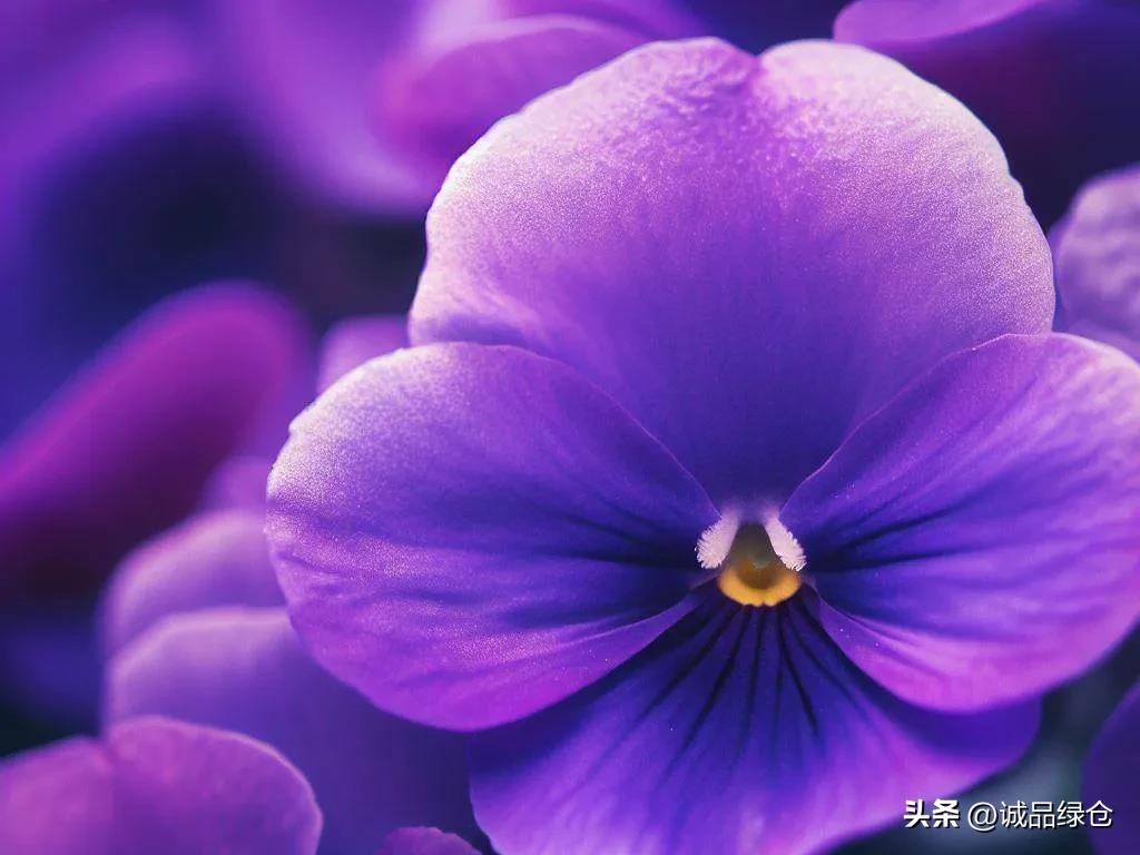 Flowers bloom in all seasons, happy at home: teach you how to grow ...