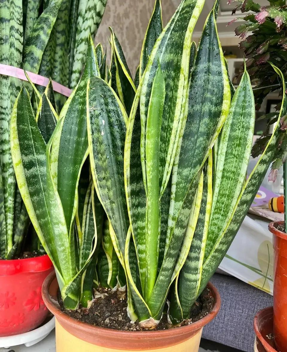 Tiger Pilan, Crab Claw Orchid does not sprout, teach you a trick to ...