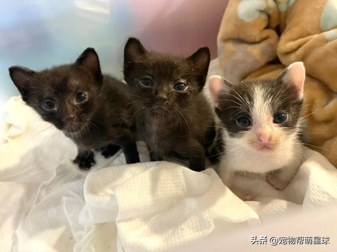 Picked up three little milk cats, every time after feeding them, they ...