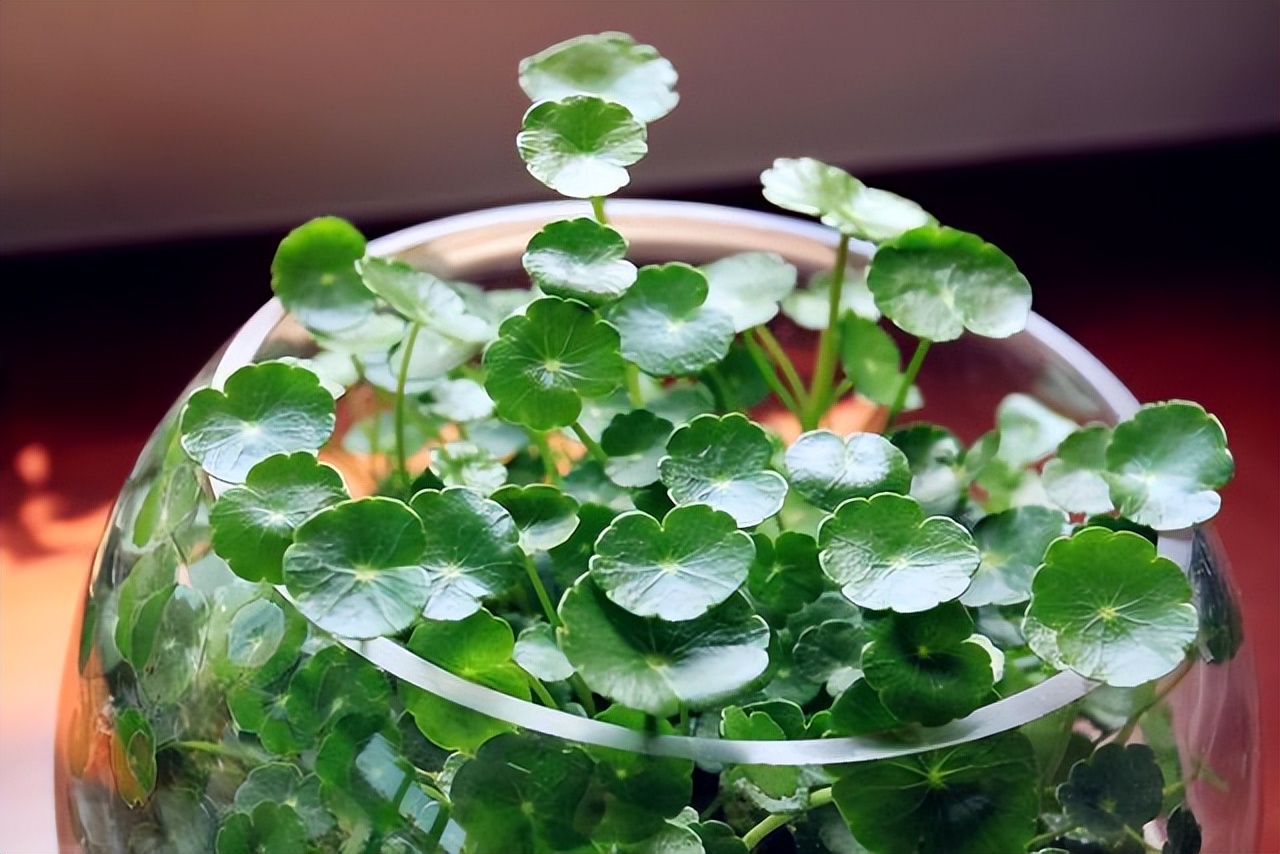 Want to raise the "beauty" of copper coin grass?The formula is "1 more ...