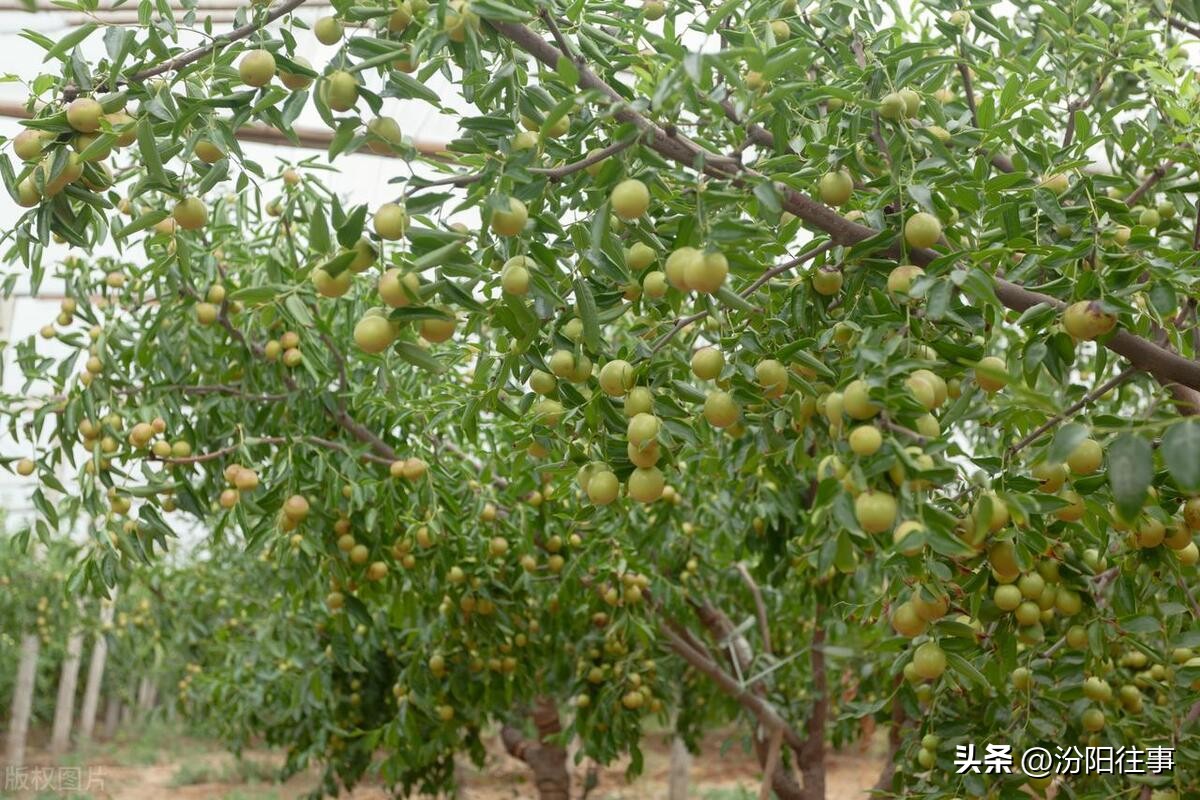 Memories of Fenyang - Song Langer - iNEWS