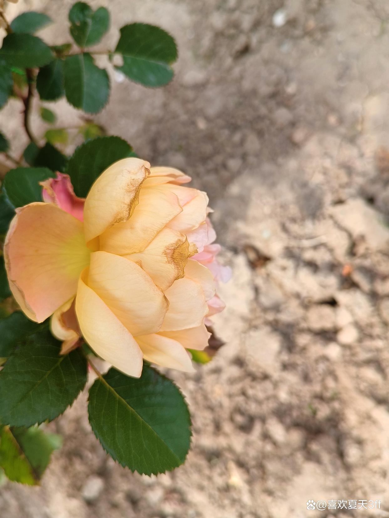 Rose Flowers Blooming in May Part 2 - iNEWS