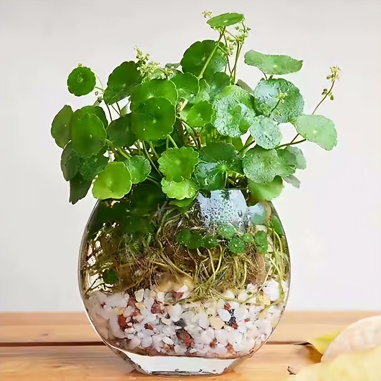 Let the copper coin grass change greatly, only use "3 steps", the ...