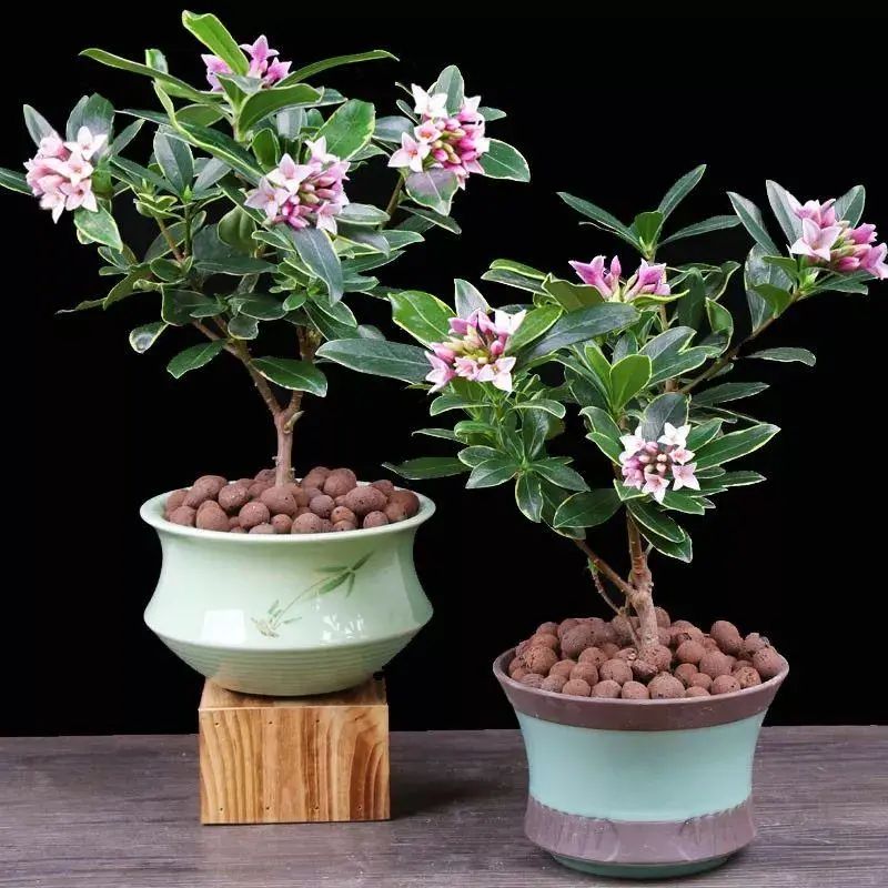 6 kinds of "exquisite flowers", don't cut them indiscriminately ...