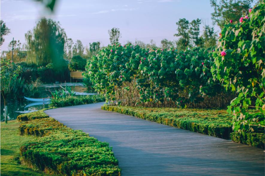 The most beautiful season of hibiscus has arrived!You can enjoy these ...