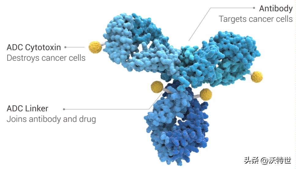 A New Protocol for ADC Cytotoxicity Analysis - iNEWS
