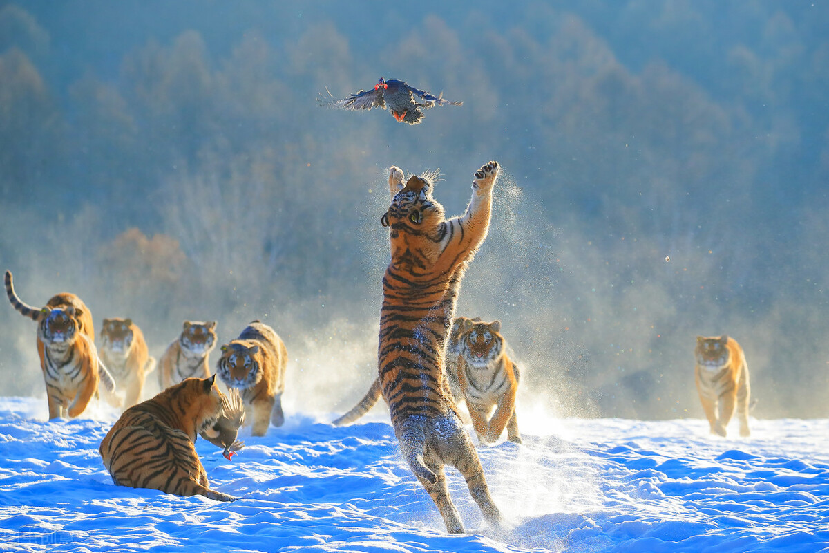 King of Tigers - Siberian Tiger - iNEWS