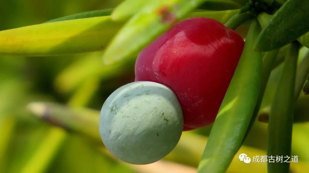 80% of people don't know what the fruit of Luo Han Song looks like - iNEWS