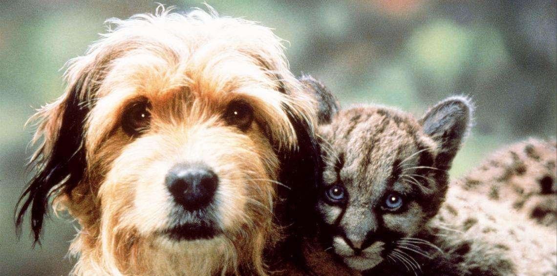 After becoming separated from his owner, a dog meets a pack of cougar ...