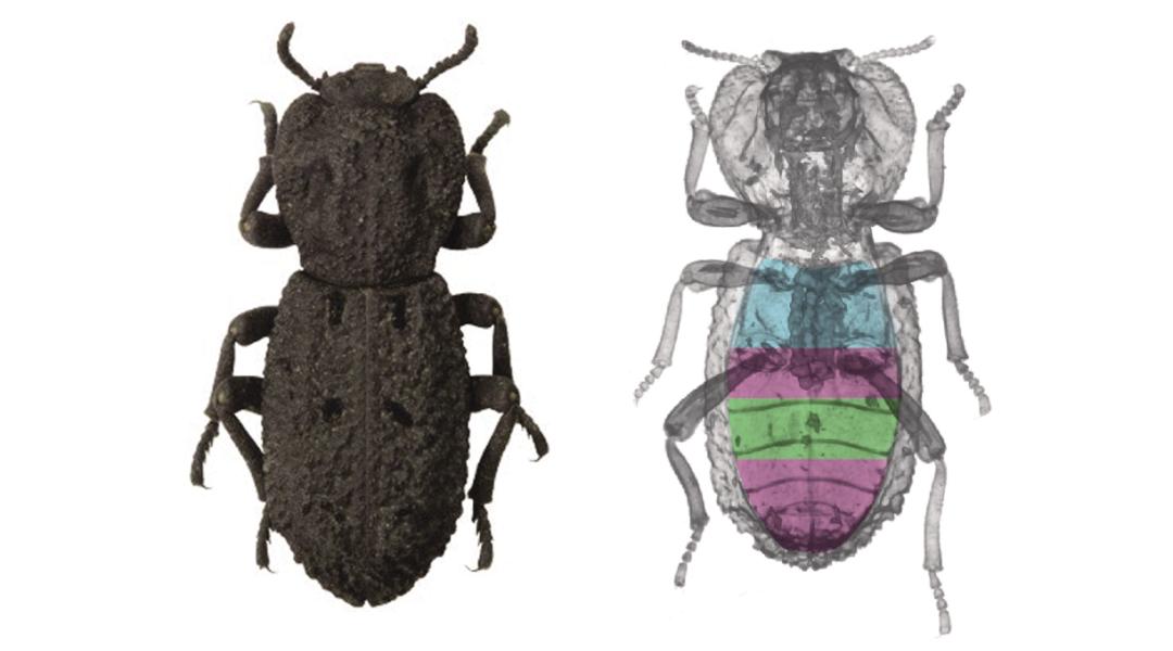 Cockroaches don't dare to call themselves "the king of anti-stress ...