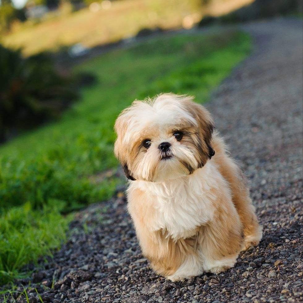 Top 5 "fakes" in the dog world, and Doberman pinschers also have ...