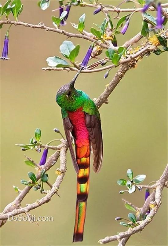 On our planet, the tail of an animal is the most worthy of appreciation ...
