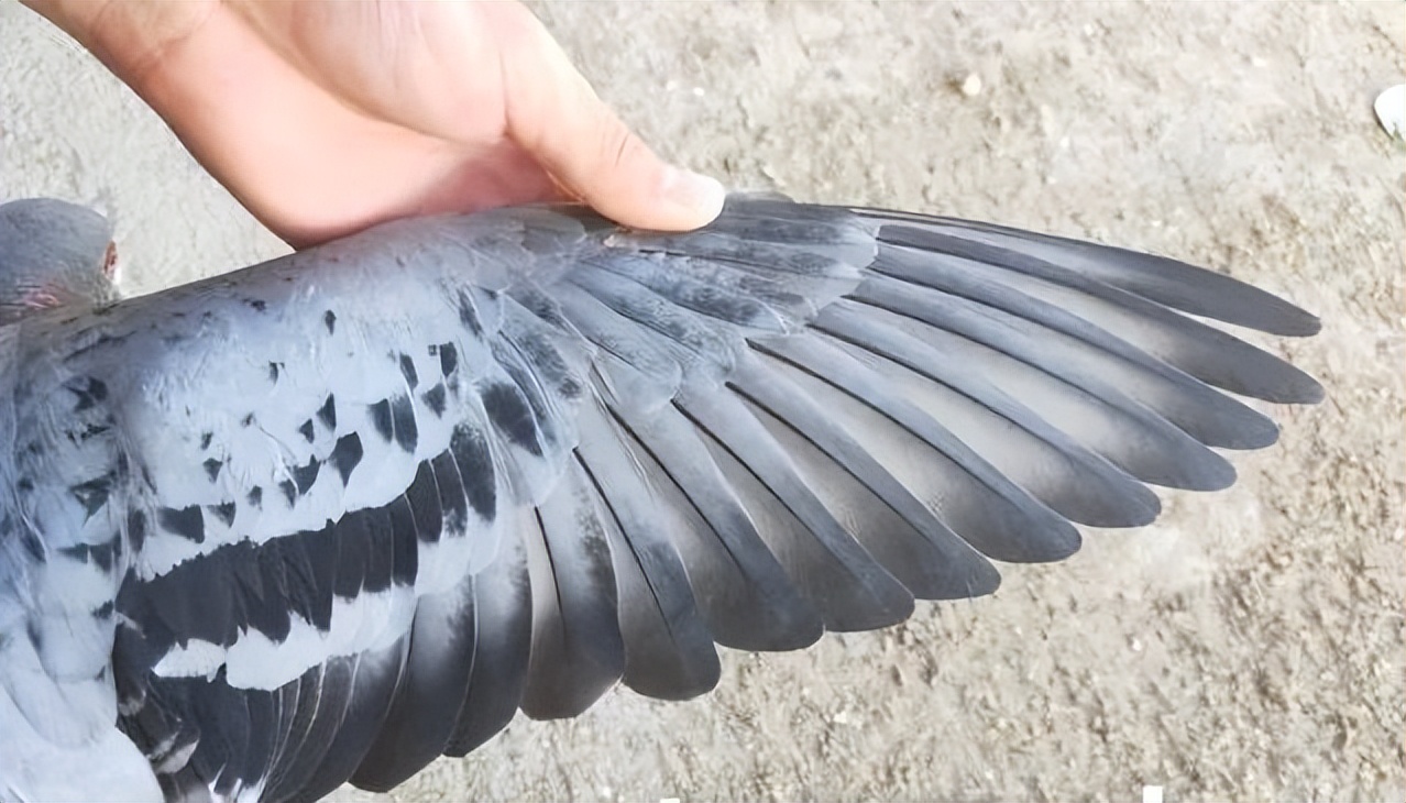 Pigeon moulting, well raised is the champion - iNEWS