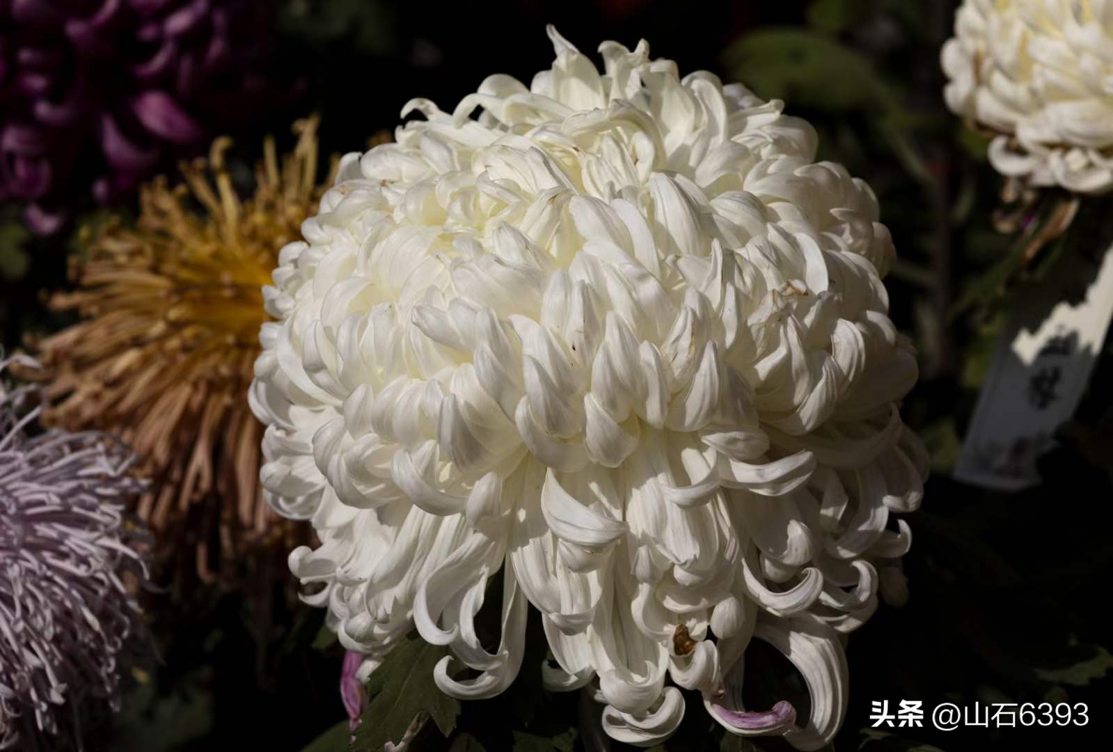 Li Yanguo, Wang Zhiqiang and other old comrades-in-arms fondly recall ...