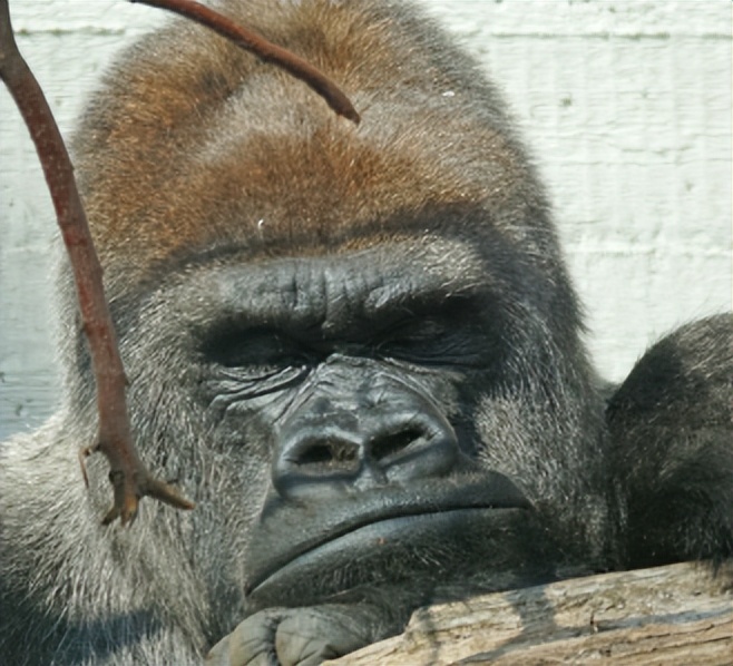 Social Intelligence of Gorillas: Studies in Behavior, Communication and ...