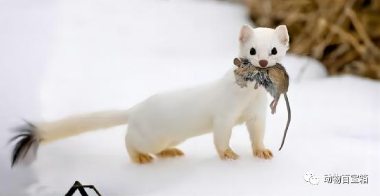 Ferret is the cutest predator on earth, only weighs 2 taels, but can ...