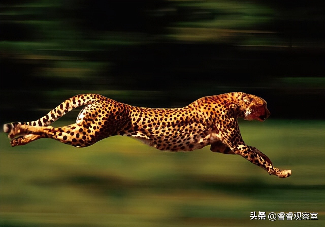 Wolves are not afraid of bears, because bears are clumsy and are not ...