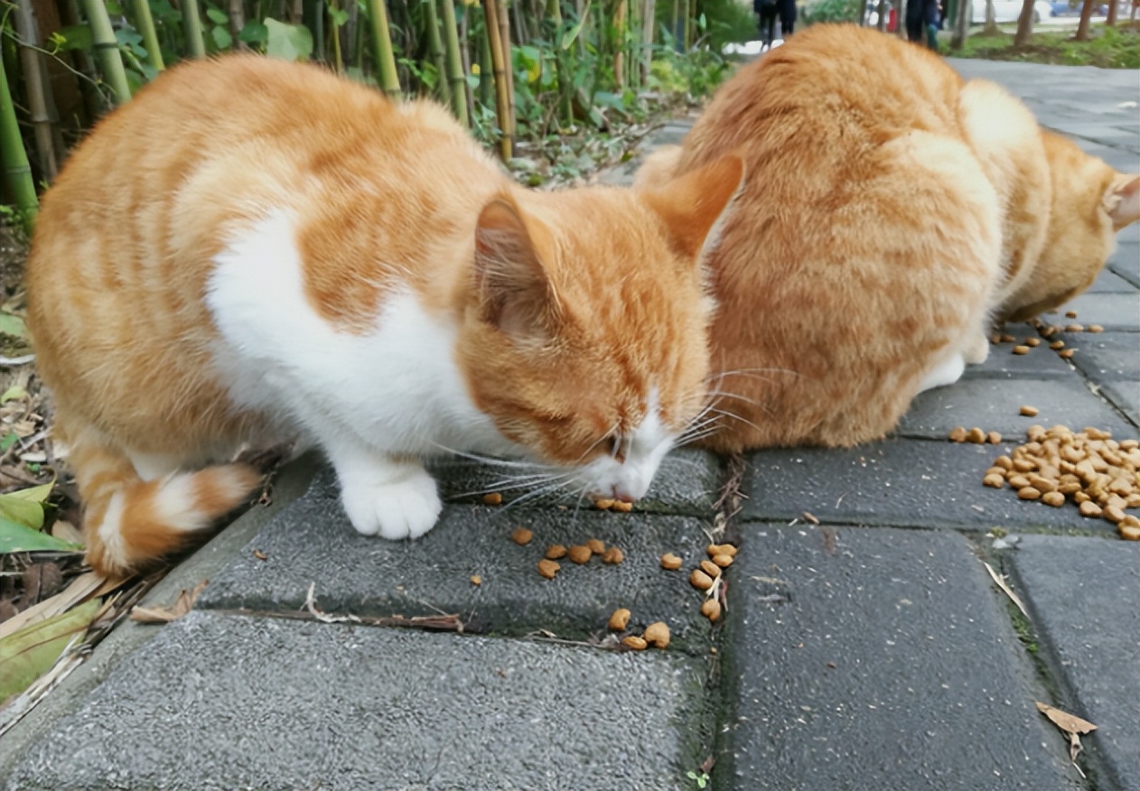Is it good for male cats to be "neutered"?These comparisons are clear ...