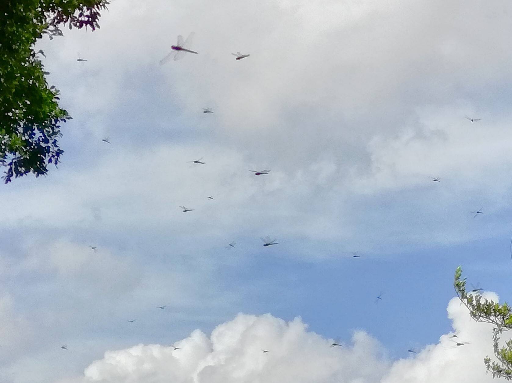 Why do dragonflies appear in groups before and after rainy days? Where ...