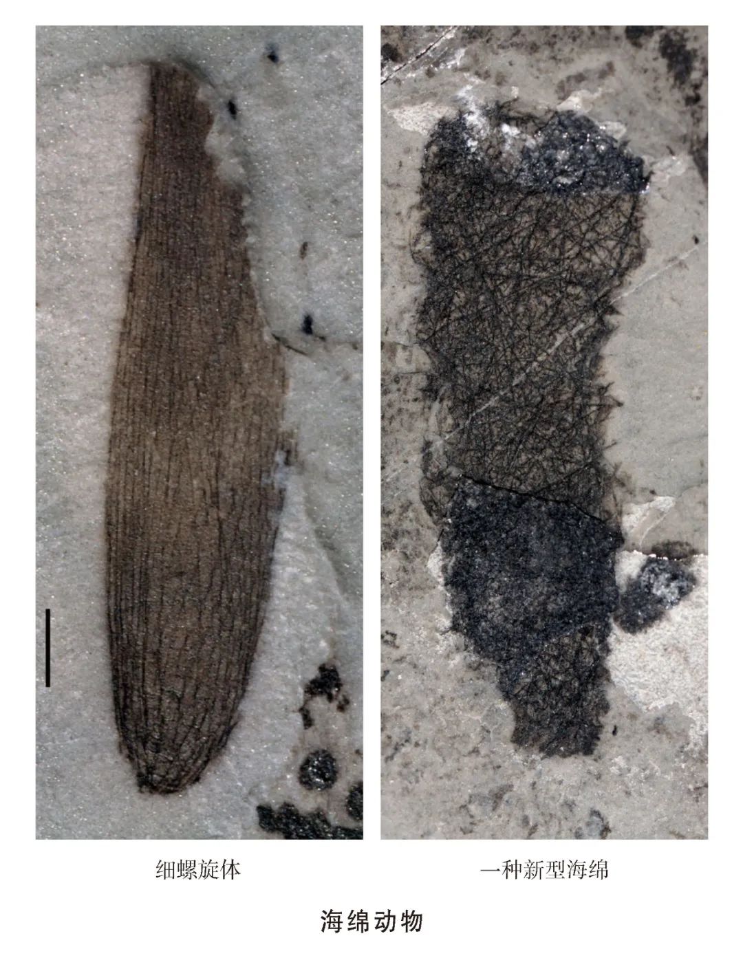 Qingjiang Biota—A new window to explore the secrets of the Cambrian ...