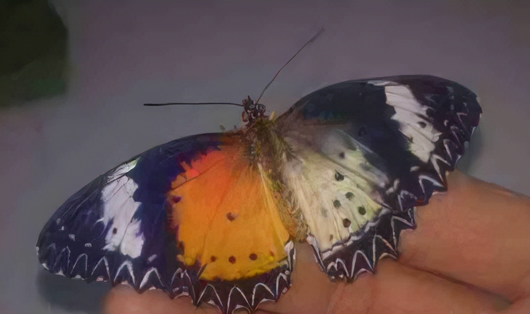 The most horrible butterflies in the world which are the most poisonous ...