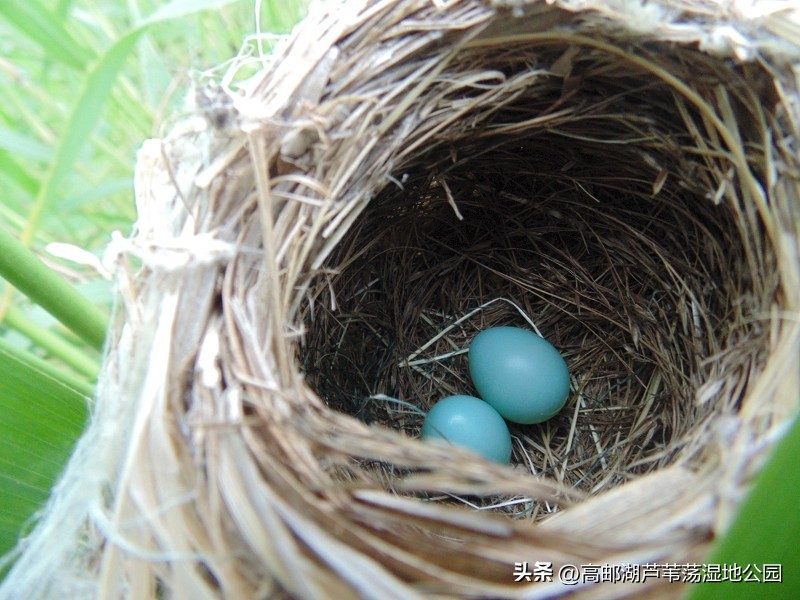 Do you know when is the best season to drink duck soup? - iMedia