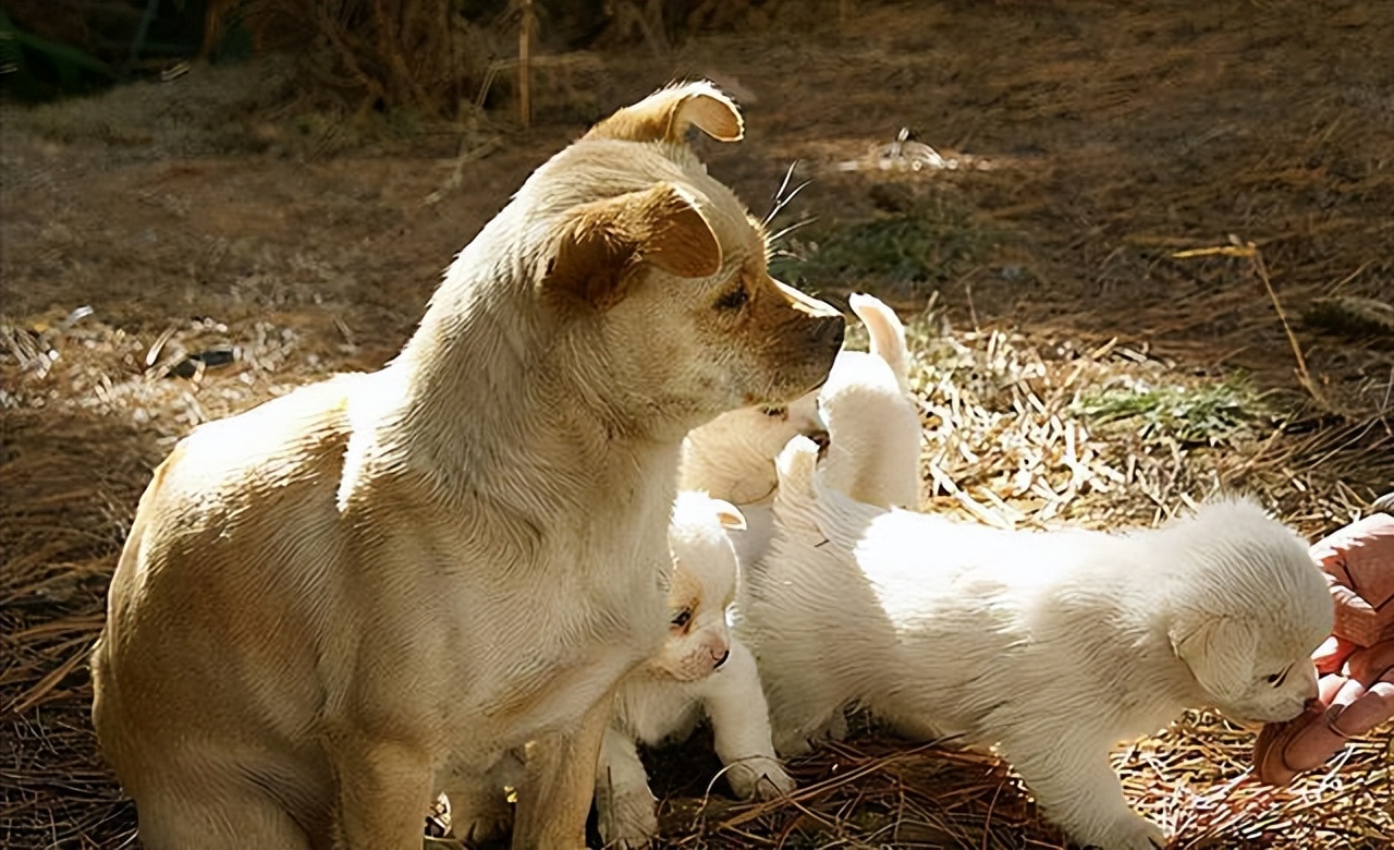 This is what a dog thinks when it gives you a "cub". Don't get it wrong ...