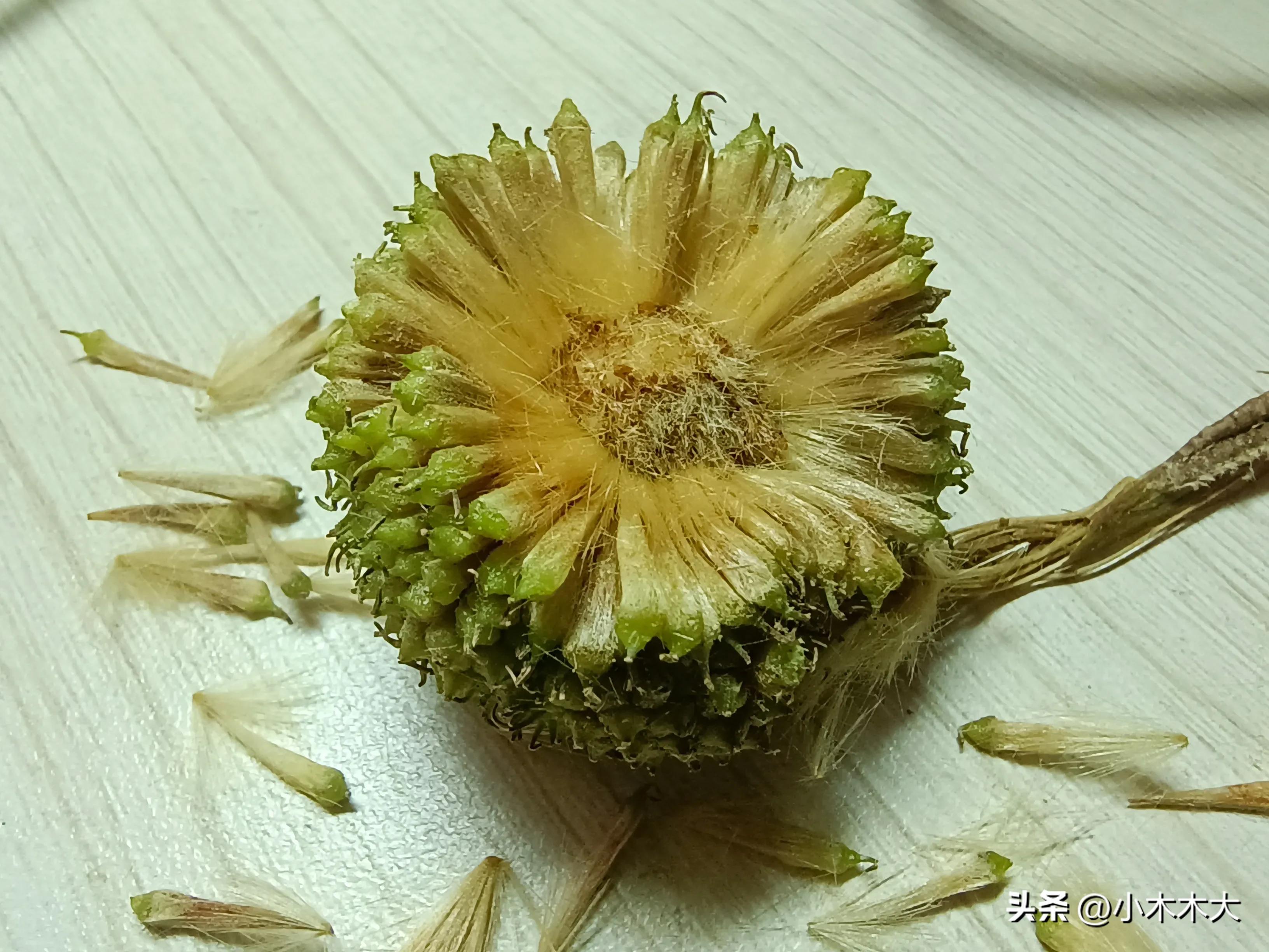 What is the fruit ball of the sycamore tree? - iNEWS