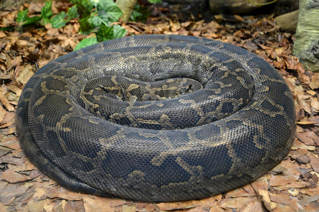 Land Ferocious Animals Ranked 18: Pythons - iMedia
