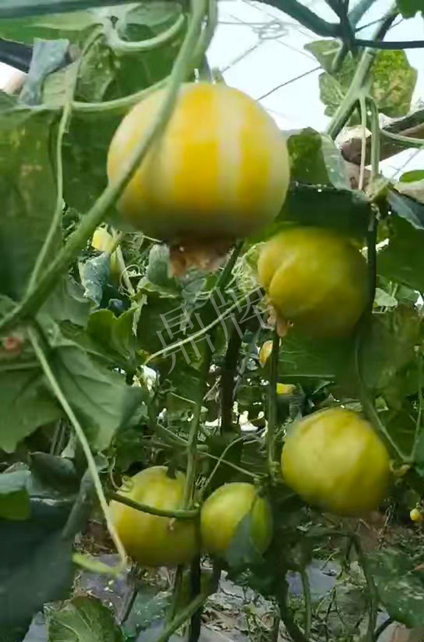 This melon does not split even when it is fully ripe, and it sells for ...
