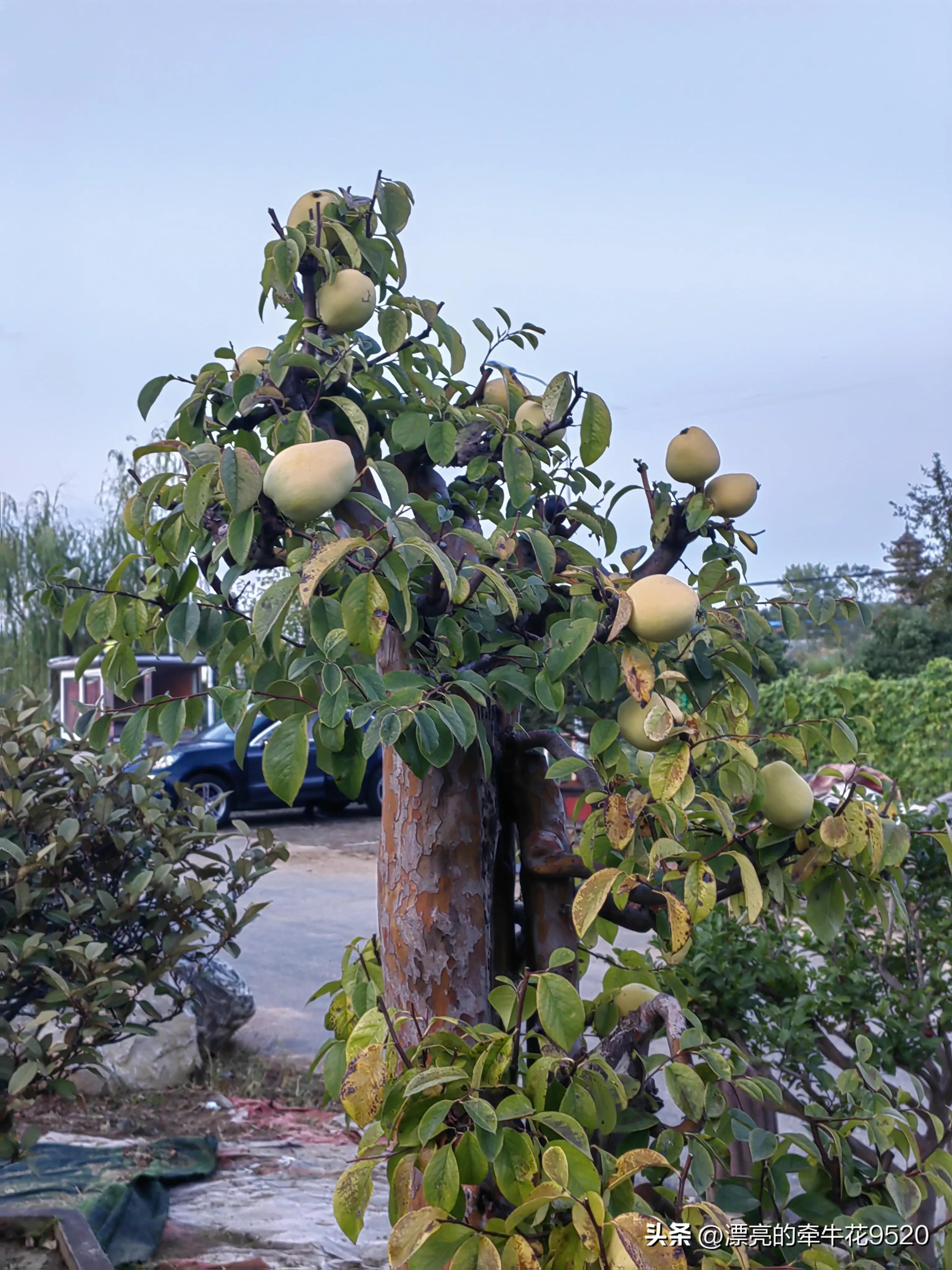Pear orchard in the flower market - iNEWS