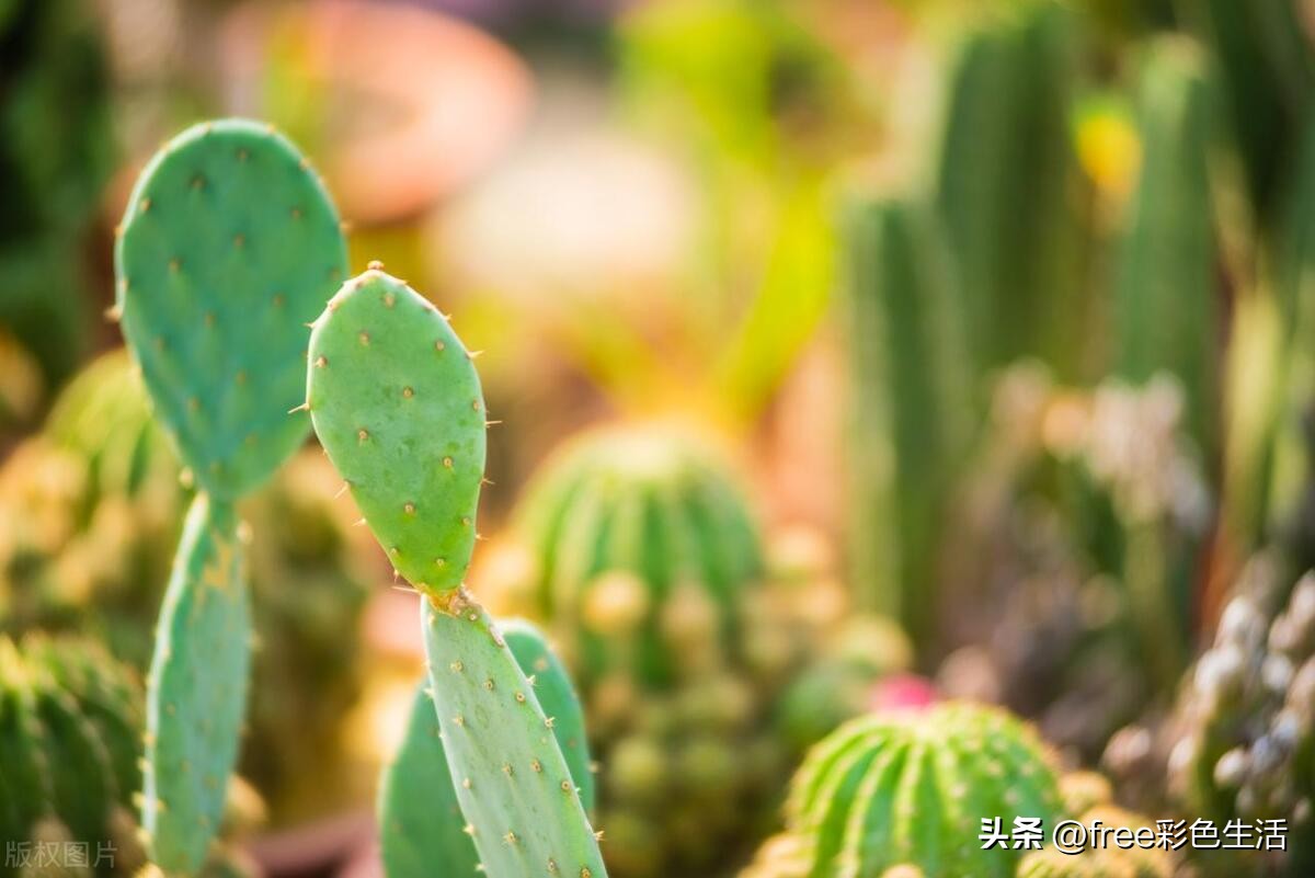 Types of cacti Cultivation and management of cacti Identification ...