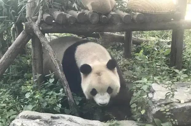 A giant panda in the zoo began to become "bald", about the size of two ...