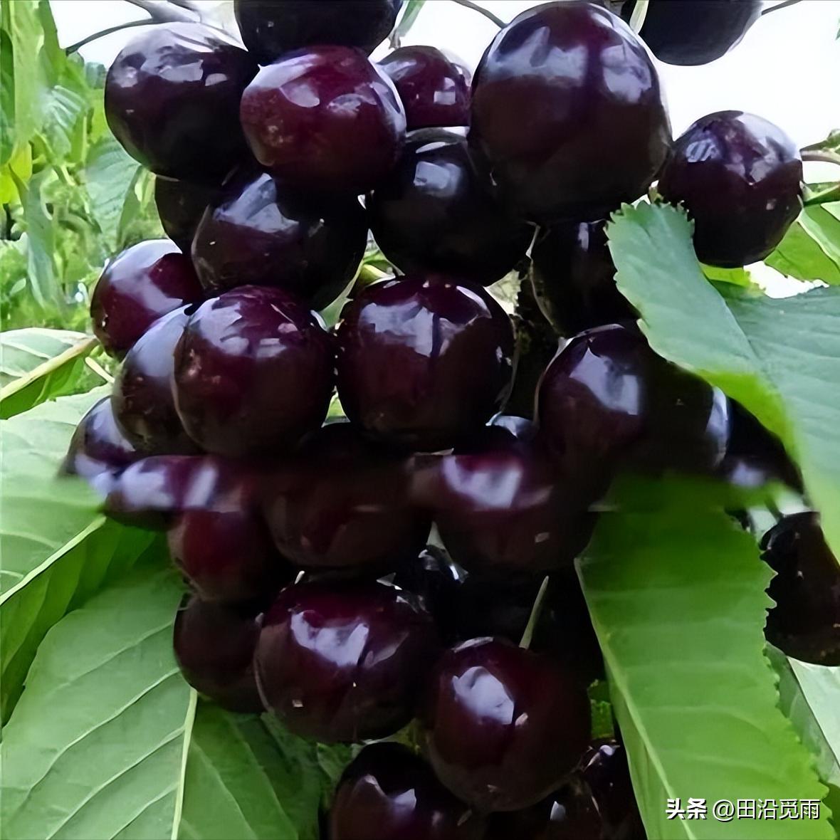 How to grow cherries at home? - iNEWS