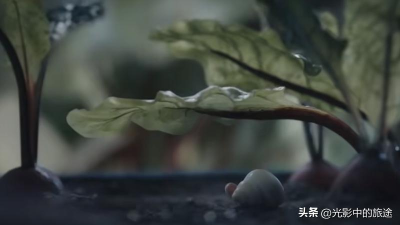 Marcel the Shell in Shoes: 99% fresh on Rotten Tomatoes, 8.4 points A24 ...