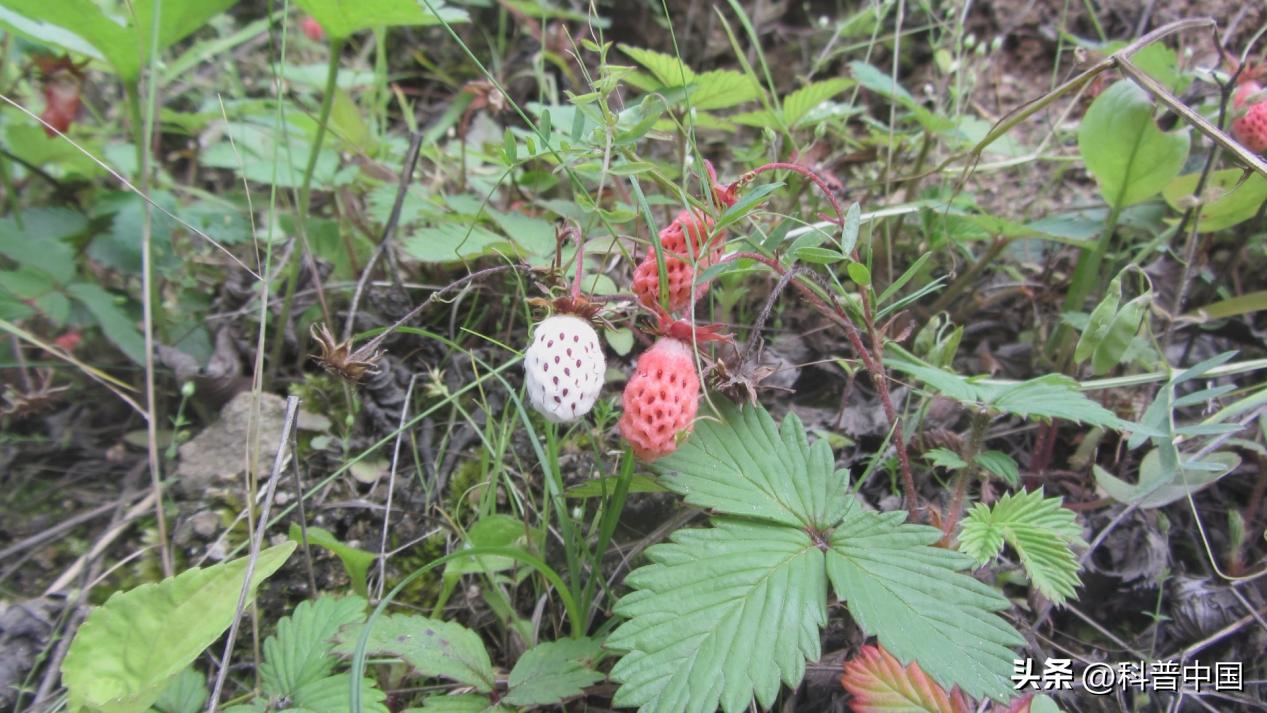 The "growth history" of a small strawberry - iNEWS
