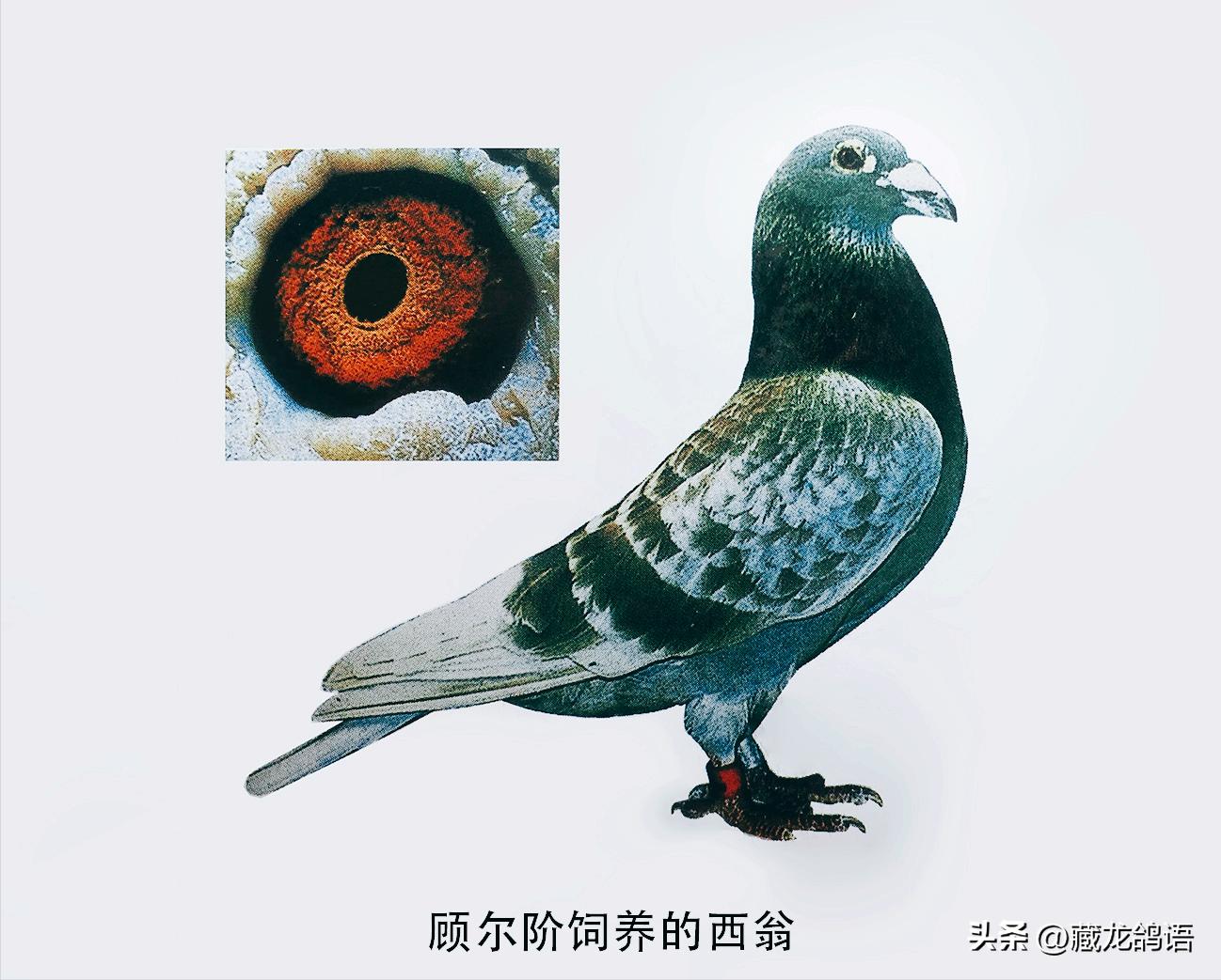 Success Comes From Love An interview with Yang Dengyuan, who ...